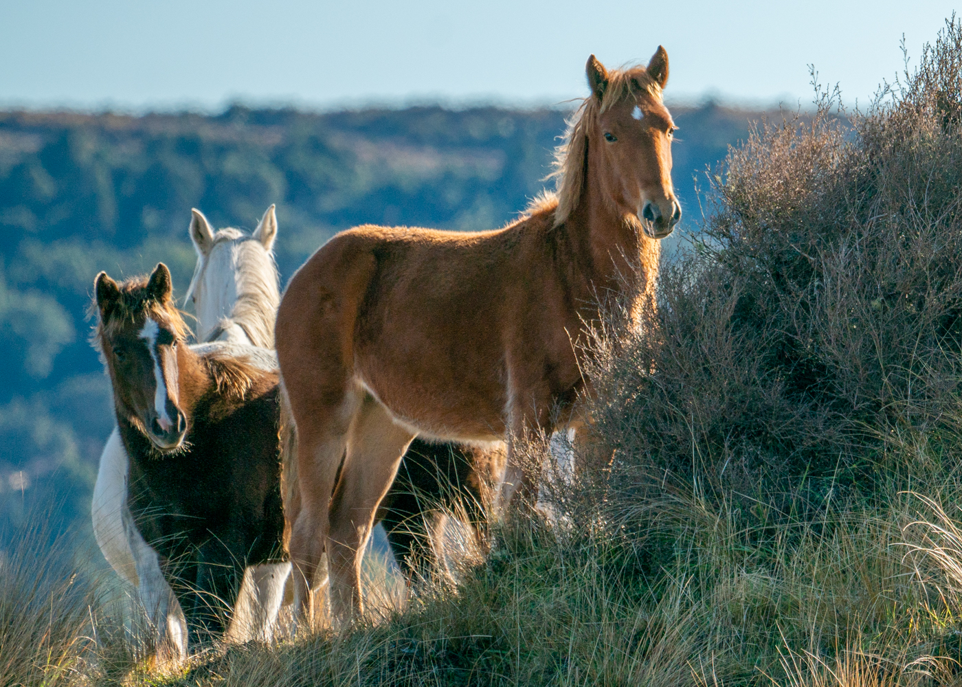 Kaimanawa Heritage Horses Welfare SocietyDSC07418