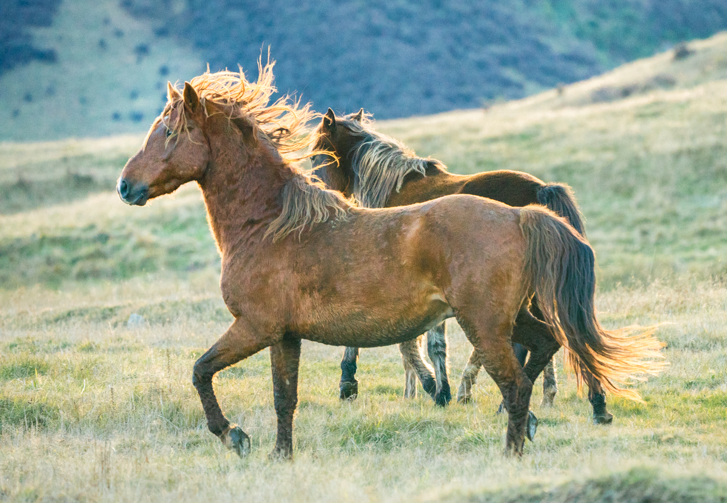 Kaimanawa Heritage Horses Welfare SocietyDSC07863