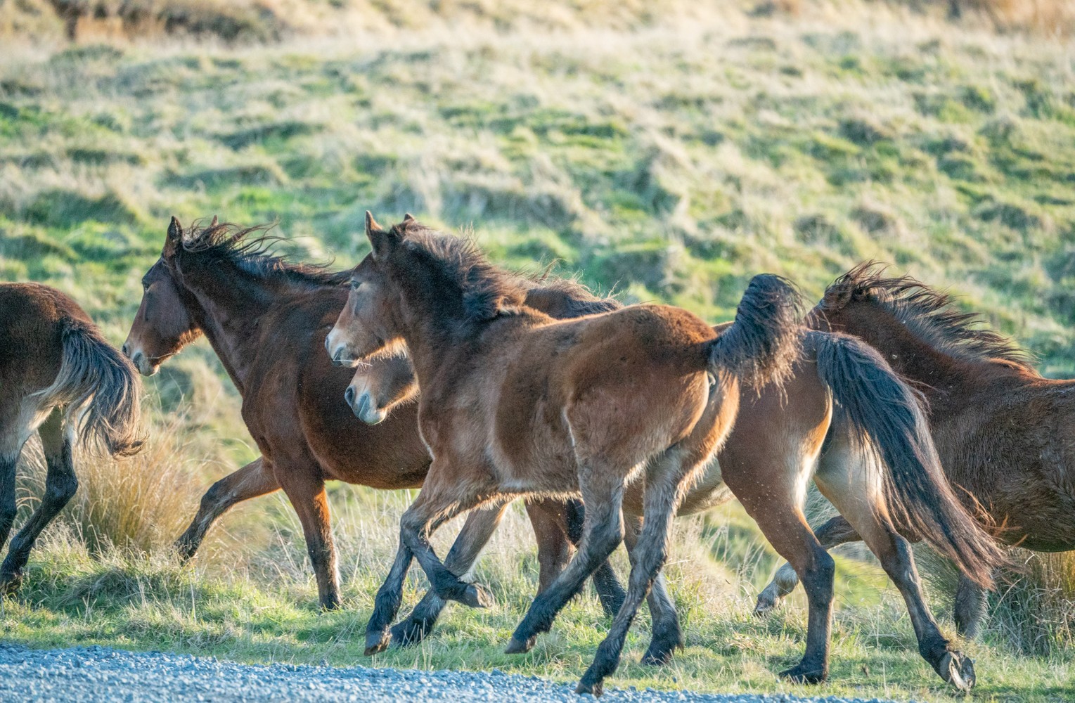 Kaimanawa Heritage Horses Welfare SocietyDSC07892