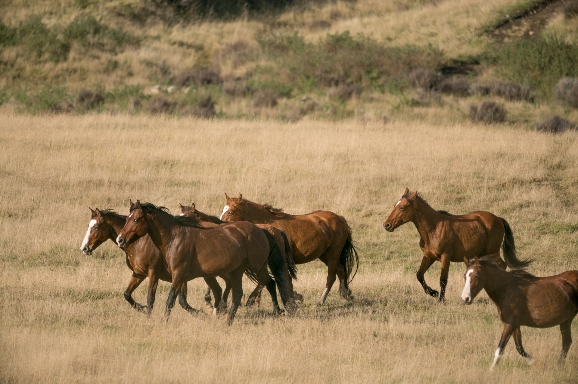 Kaimanawa Heritage Horses Welfare SocietyDSC06558
