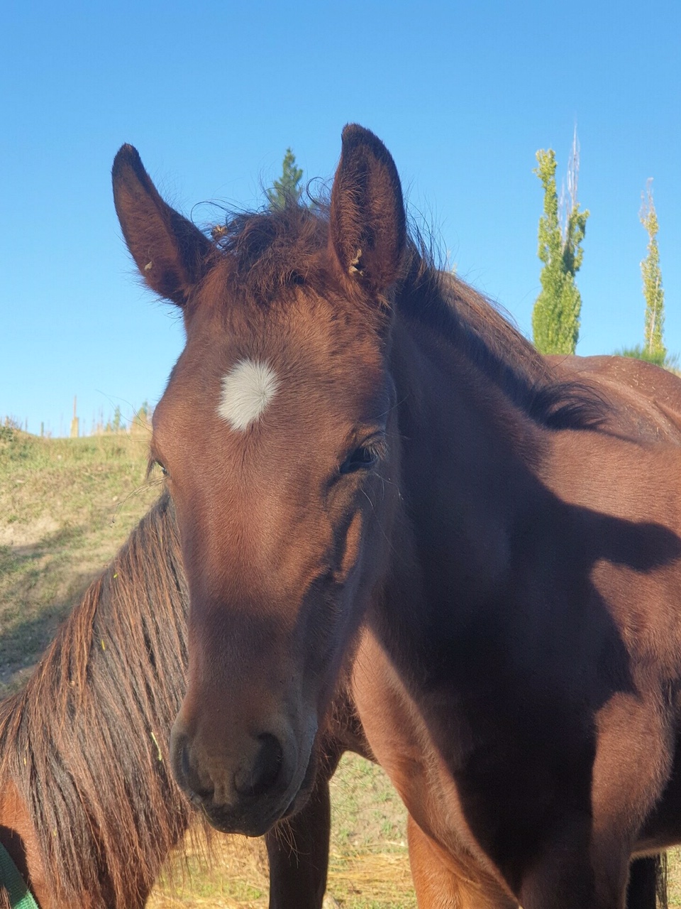 Kaimanawa Heritage Horses Welfare SocietyRuby-2