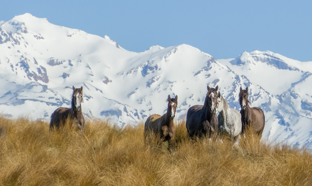 Kaimanawa Heritage Horses Welfare Societymemberpics(1)