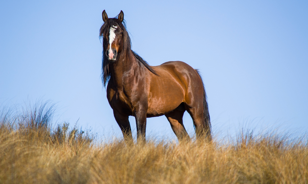 Kaimanawa Heritage Horses Welfare Societymemberpics(2)