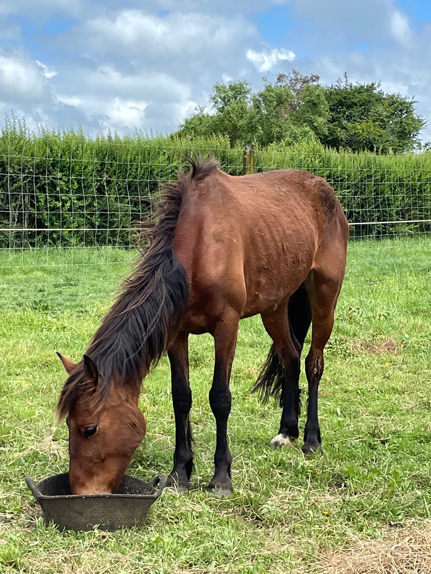 Kaimanawa Heritage Horses Welfare SocietyKHH Horses