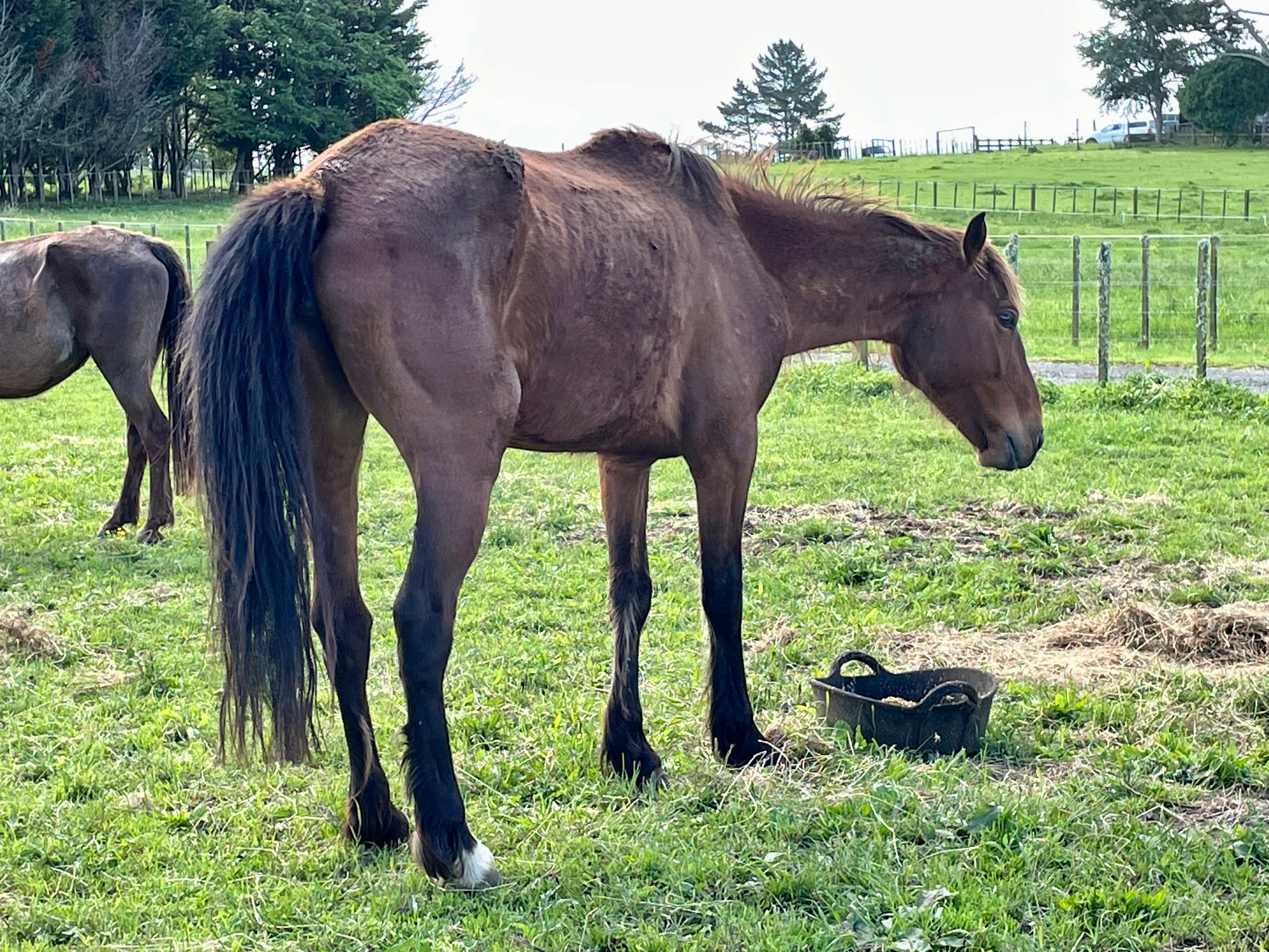 Kaimanawa Heritage Horses Welfare SocietyKHH Horses